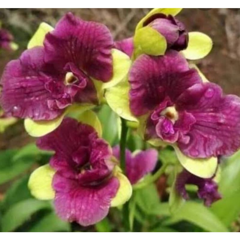 Jual anggrek dendrobium arindang trilips | Shopee Indonesia