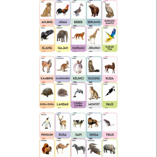 Jual Flash card hewan | Shopee Indonesia