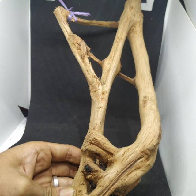 Jual Kayu unik dari kallimantan, cocok buat cemeti | Shopee Indonesia