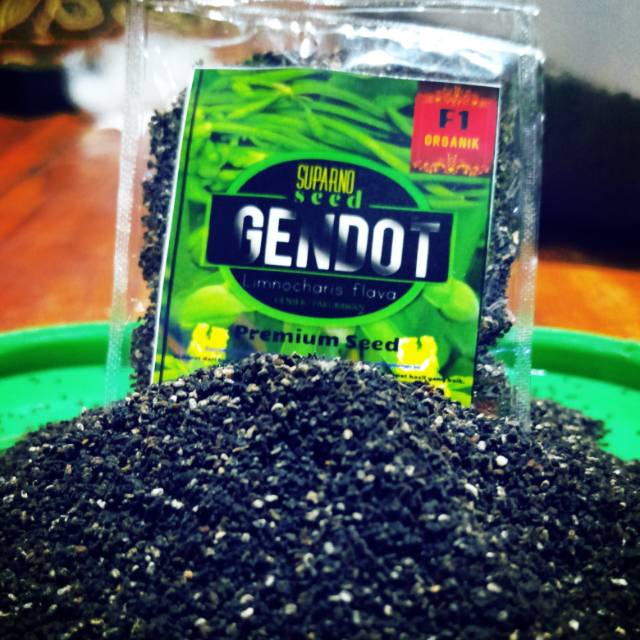 Jual Benih genjer/gendot siap tanam | Shopee Indonesia