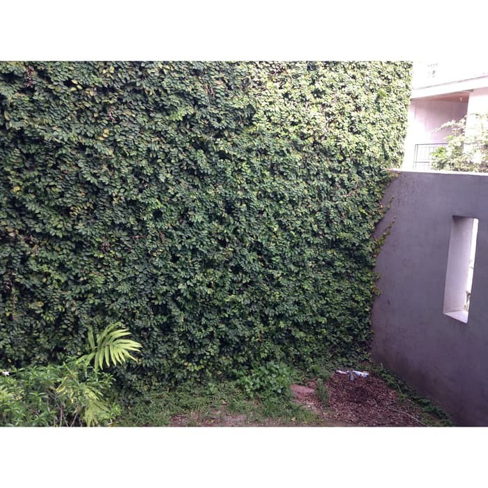 Jual Tanaman Rambat di tembok Dolar Mini | Shopee Indonesia