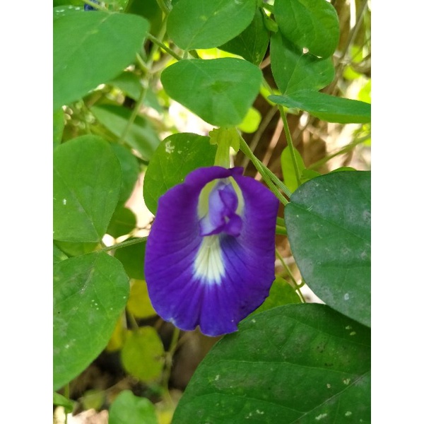 Jual benih Telang bunga Teleng 15 benih herbal untuk mata | Shopee ...