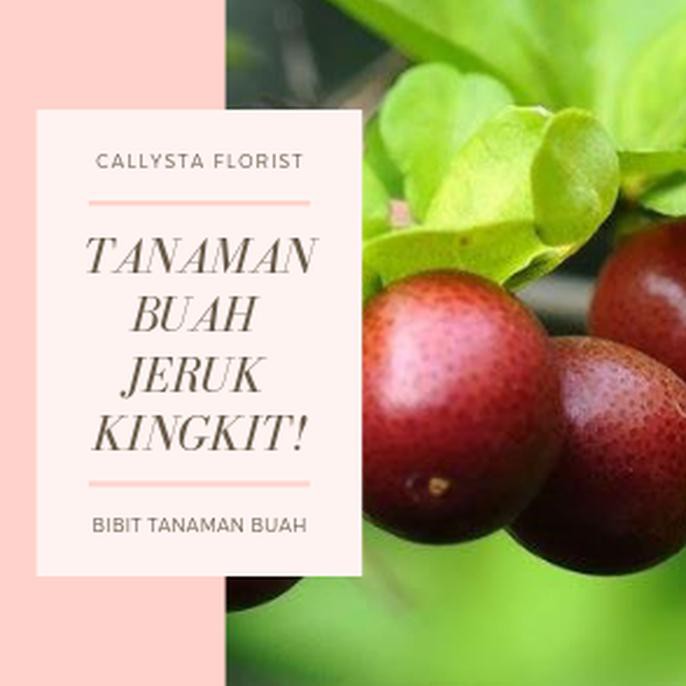 Jual DM= BIBIT TANAMAN BUAH JERUK KINGKIT 30CM | Shopee Indonesia