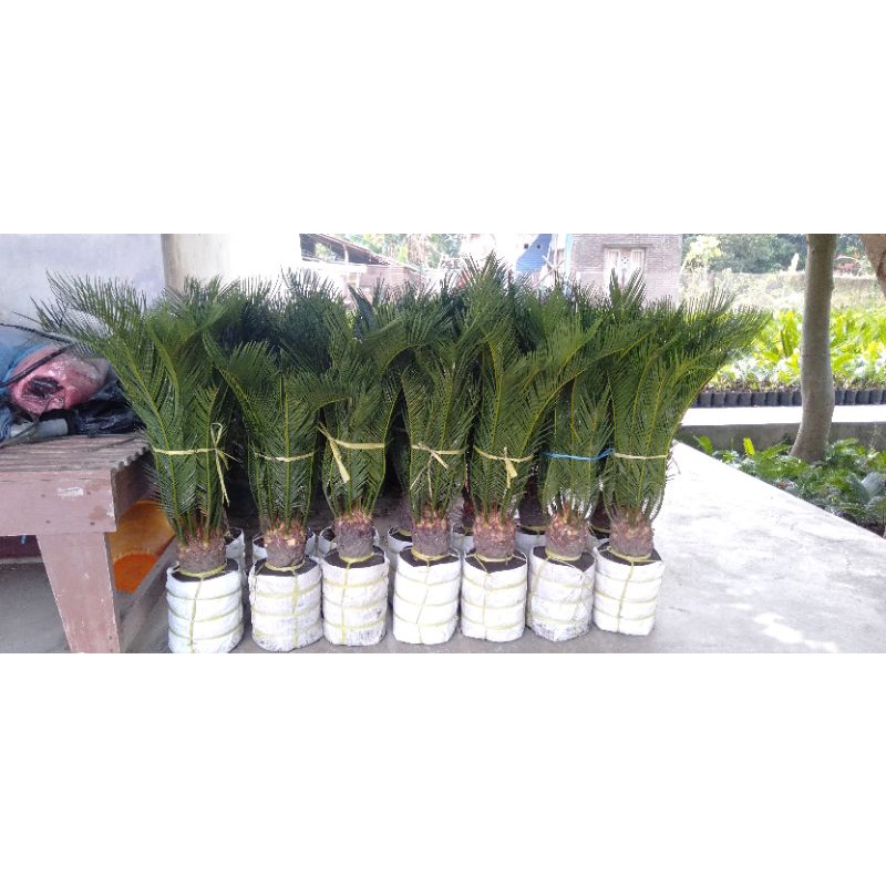Jual Sikas / mawar jambe super jumbo daun 15 up termurah cod bonggol ...