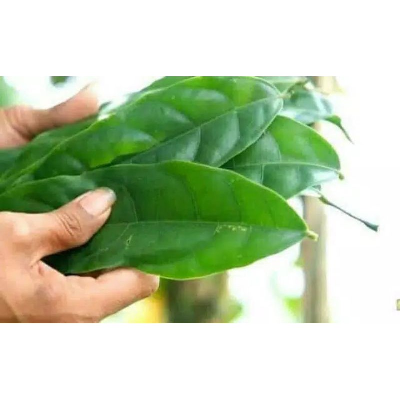 Jual DAUN HANTAP SEGAR UNTUK KESEHATAN 500gr | Shopee Indonesia