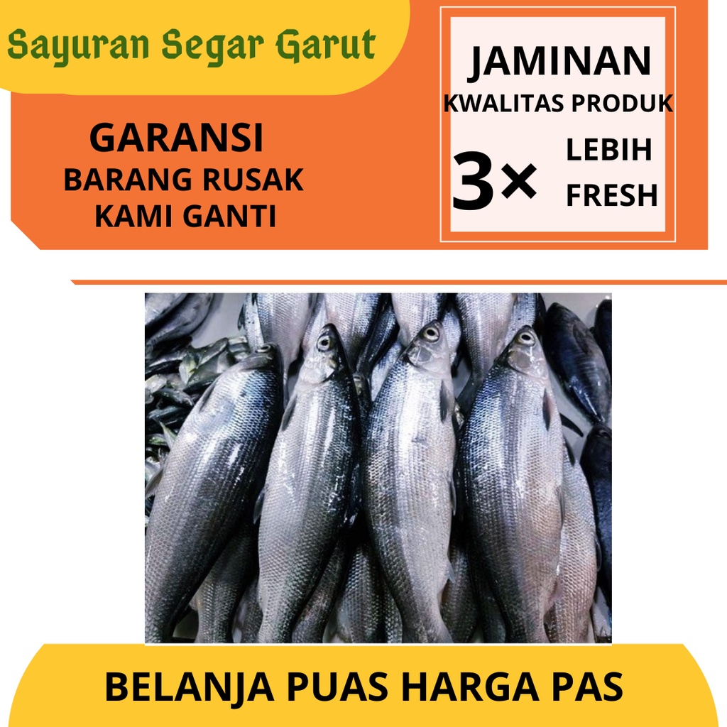 Jual Ikan Bandeng Besar Kecil Super Segar Fresh 500gr by Sayuran Segar ...