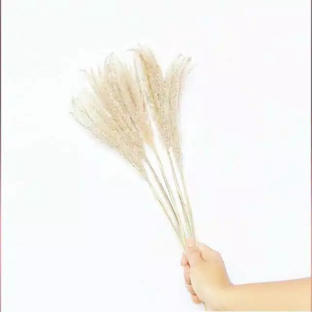 Jual Bunga Ilalang Kering / Dried Flower / Background Properti Foto ...