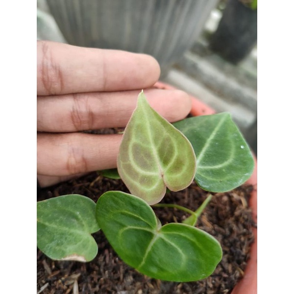 Jual Anthurium Clarinervium Manik Merah Original kode Art.t | Shopee ...