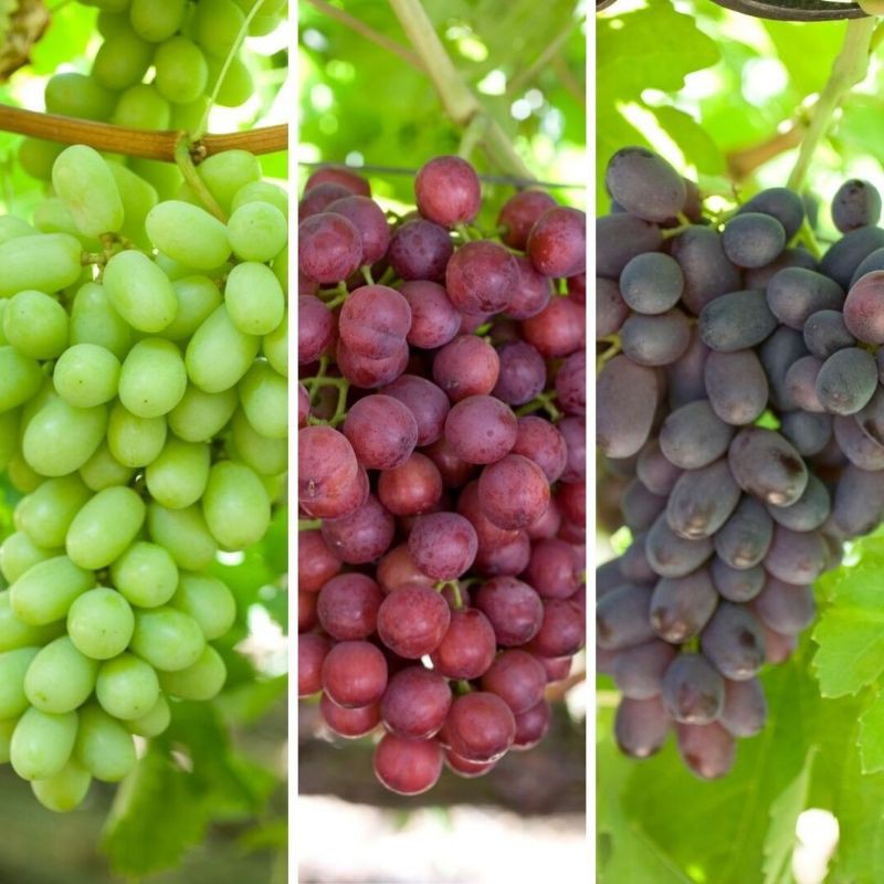 Jual Sepaket isi 3 Tanaman Buah Anggur Import (Merah, Hitam, Hijau ...