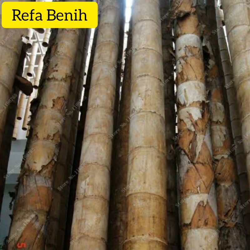 Jual Biji Benih Tanaman Bambu Raksasa F1 Import / Benih Bambu Langkah ...