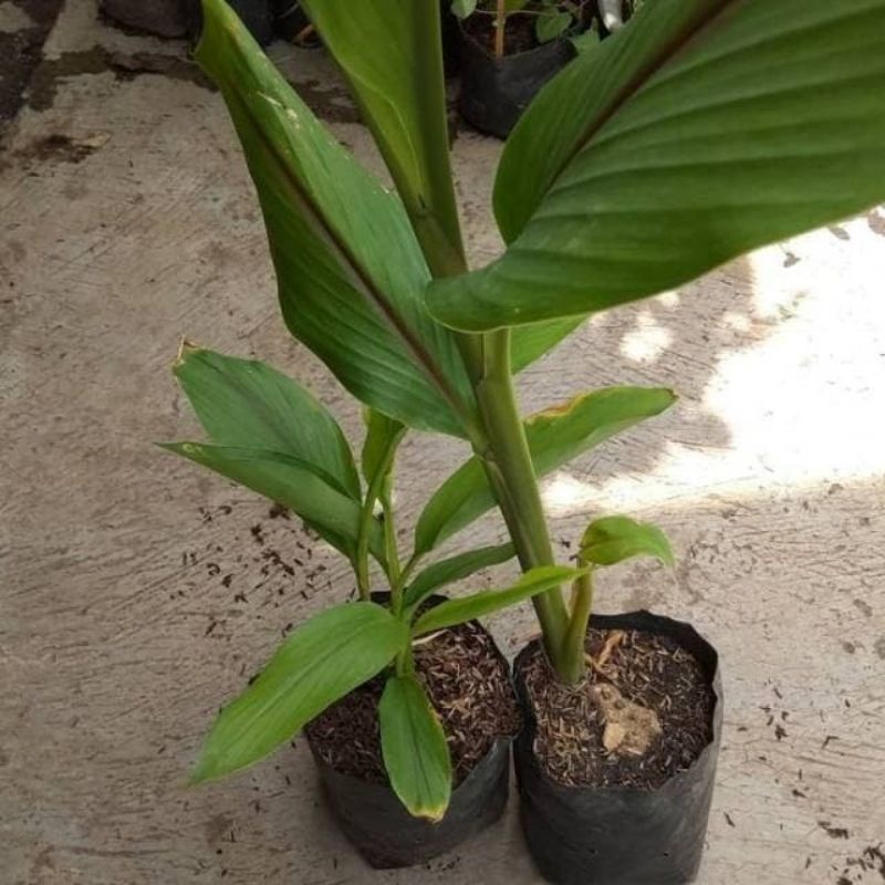 Jual Bibit tanaman temu Ireng | Shopee Indonesia