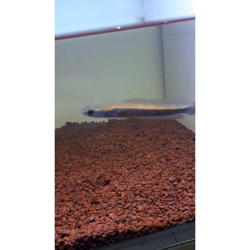 Jual Channa Maru Riau | Shopee Indonesia