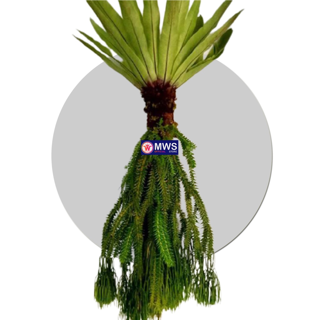 Jual Kumpai cucuk Hperzia Phlegmariurus phlegmaria MWS | Shopee Indonesia