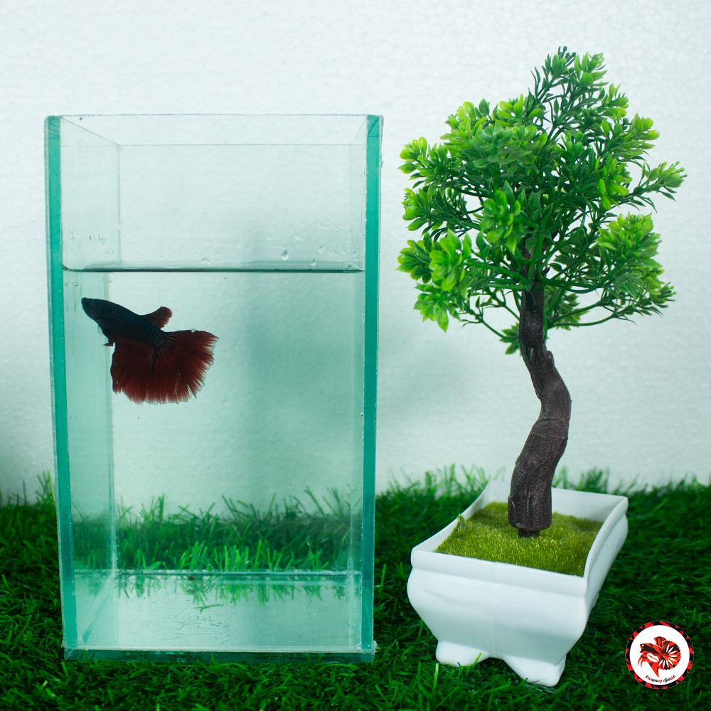 Jual SOLITER IKAN CUPANG 12 X 12 X 20 cm | Shopee Indonesia