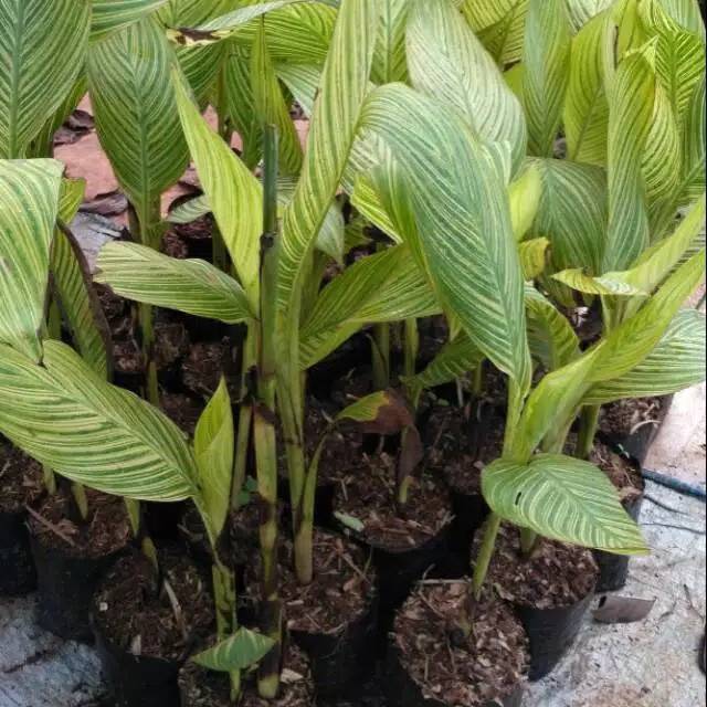 Jual Tanaman hias bunga Kana varigata/Kana kuning | Shopee Indonesia Jual Tanaman hias bunga Kana varigata/Kana kuning | Shopee Indonesia