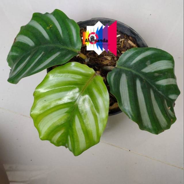 Jual Calatea pasciata, Calathea fasciata, Calatea koleksi | Shopee ...