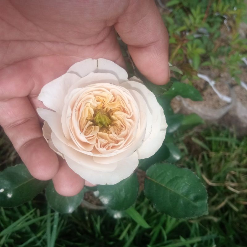 Jual mawar import juliet | Shopee Indonesia