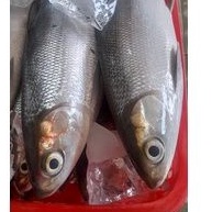 Jual ikan bandeng asli laut besar | Shopee Indonesia