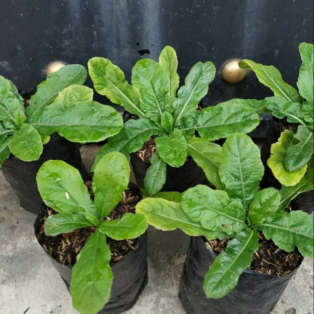 Jual Tanaman herbal tapak liman - tapak liman | Shopee Indonesia