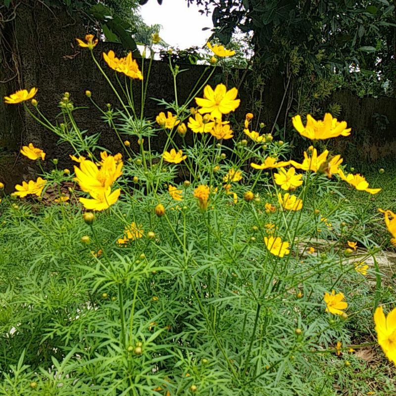 Jual BUNGA MARYGOLD BUNGA REFUGIA PENGENDALI HAMA TANAMAN BIJI per 2 ...