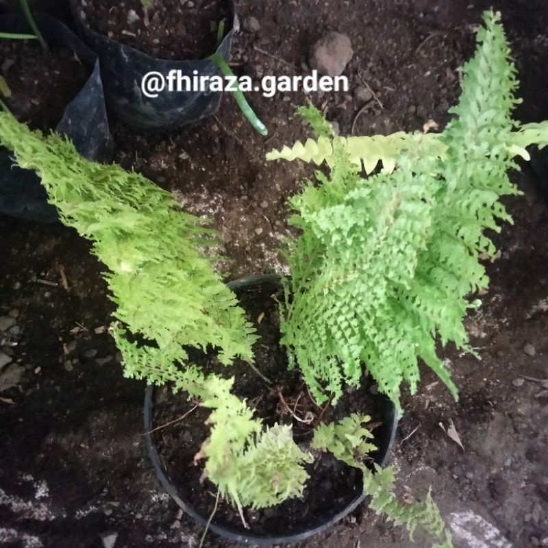 Jual Pakis Embun | Tanaman Pakis / Paku-Pakuan | Shopee Indonesia