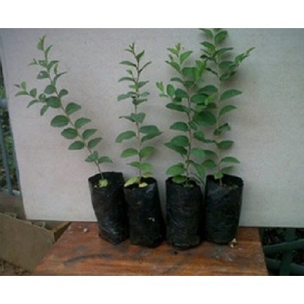 Jual WARUNG BIBIT Bibit Bidara Unggul atau Bibit Bidr unggul | Shopee ...