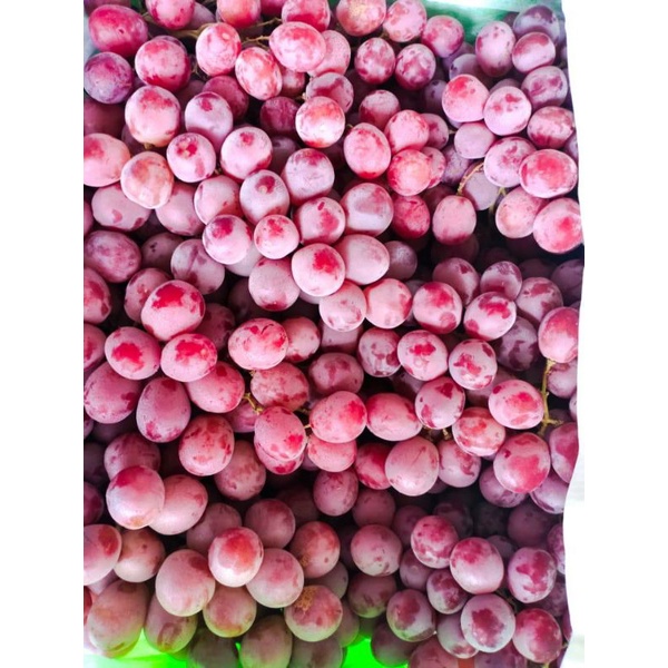 Jual BUAH ANGGUR AUSTRALIA MANIS / RED GLOBE | Shopee Indonesia