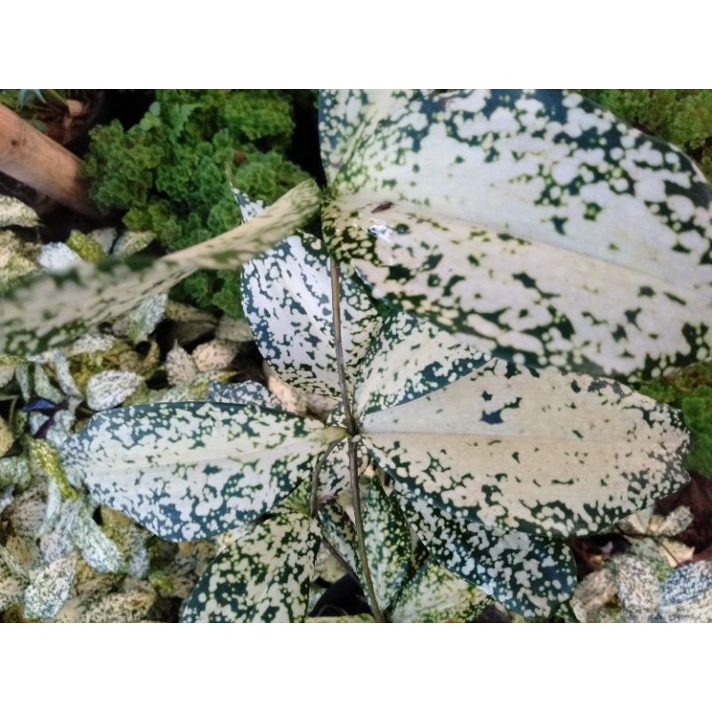 Jual Tanaman hias Dracena Florida bunga bambu dracena mini varigata ...