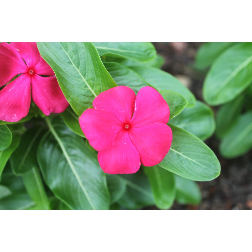 Jual Tanaman Hias Bunga Vinca - Tapak Dara - Periwinkle - Sudah ...
