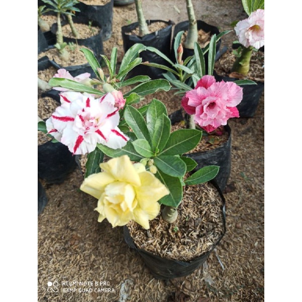 Jual adenium tumpuk | Shopee Indonesia