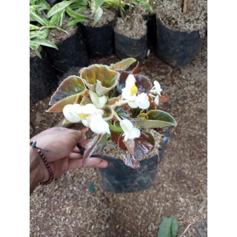 Jual tanaman hias begonia indah kembang putih. tanaman hias begonia ...