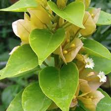 Jual Tanaman Hias Bunga Kertas Bougenville Singapore Warna Kuning Yang