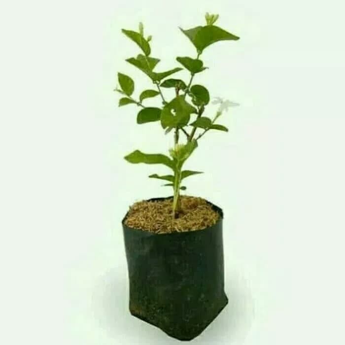 Jual Bibit bunga melati putih wangi COD | Shopee Indonesia