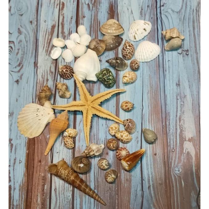 Jual Kerang Laut Set Properti Foto Photography Hiasan Rumah Sea Shells | Shopee Indonesia