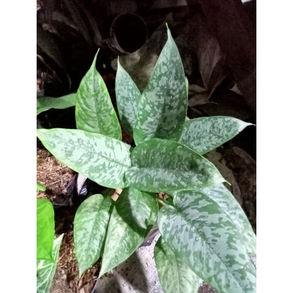 Jual homalomena army tanaman hias | Shopee Indonesia