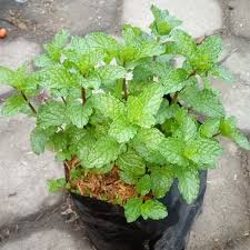 Jual Daun mint (bisa cod) - JUAL BIBIT Tanaman Daun Mint Peppermint ...
