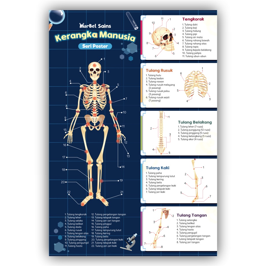 Jual Poster Kerangka Manusia - Alat Peraga Pendidikan TK SD | Shopee ...