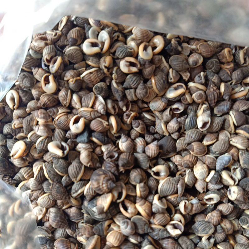 Jual CANGKANG KERANG BERAS BERASAN, BRUTE dan Ar SA'AR | Shopee Indonesia