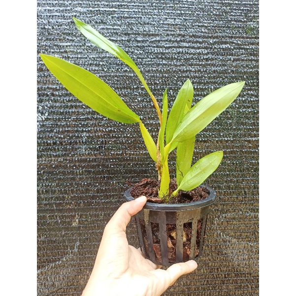 Jual Anggrek hutan bunga warna kuning NO ID / tanaman hias | Shopee ...