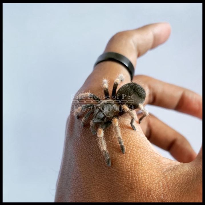 Jual Brachypelma Hamorii / Mexican Red Knee Tarantula Terbaru ...