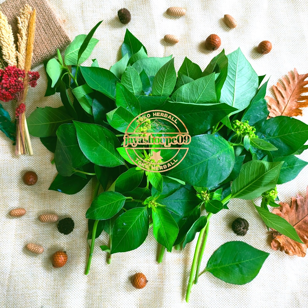 Jual Daun kate mas segar daun patik mas patikan emas suduk mantul ...