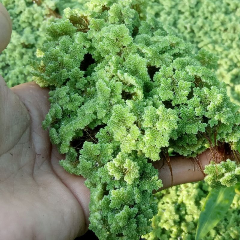 Jual azolla azola 250g | Shopee Indonesia
