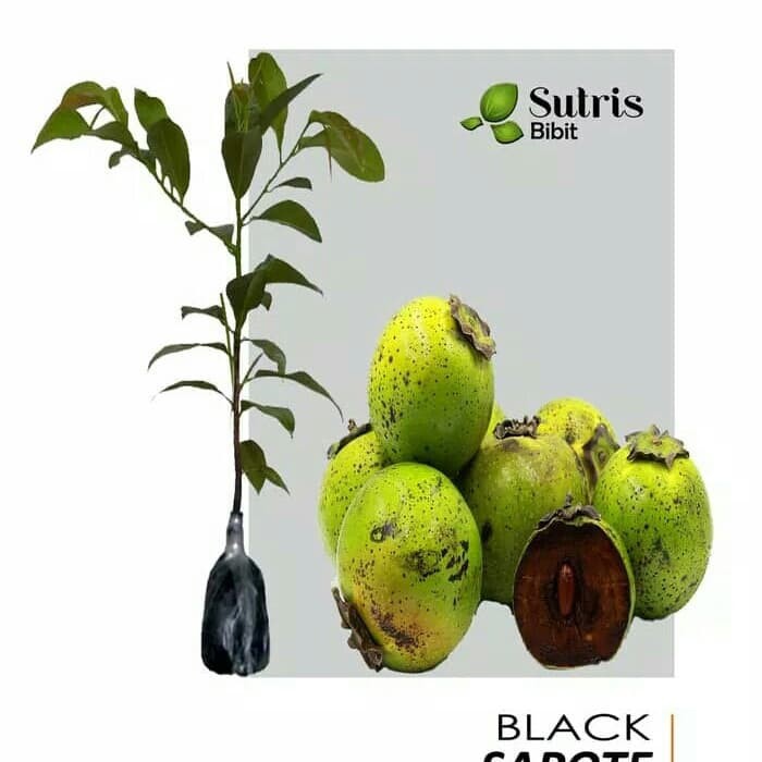 Jual Bibit Tanaman Buah Black Sapote Jumbo ( Sawo Hitam ) | Shopee ...