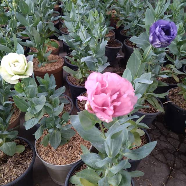Jual Tanaman Hias Bunga Lisianthus | Shopee Indonesia