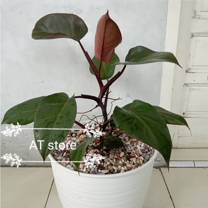 Jual tanaman hias philodendron black cardinal tanaman indoor | Shopee ...