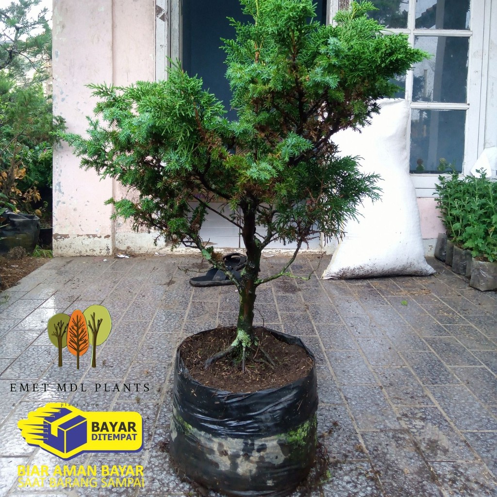 Jual POHON BONSAI BAHAN CEMARA RIGIDA POHON CEMARA DURI BAHAN BONSAI ...