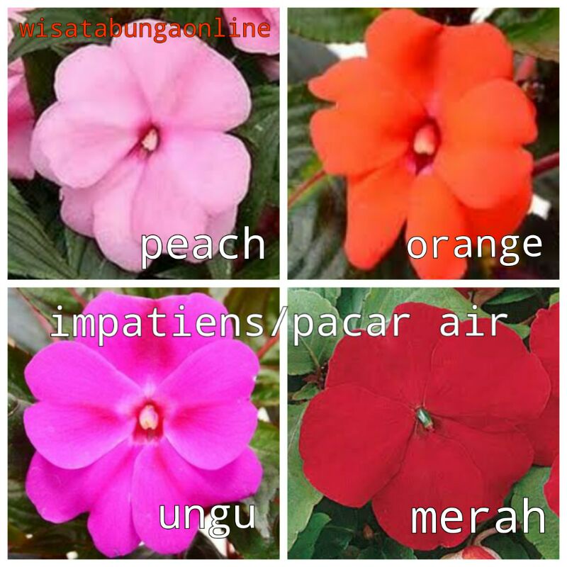 Jual tanaman hias impatiens/pacar air | Shopee Indonesia