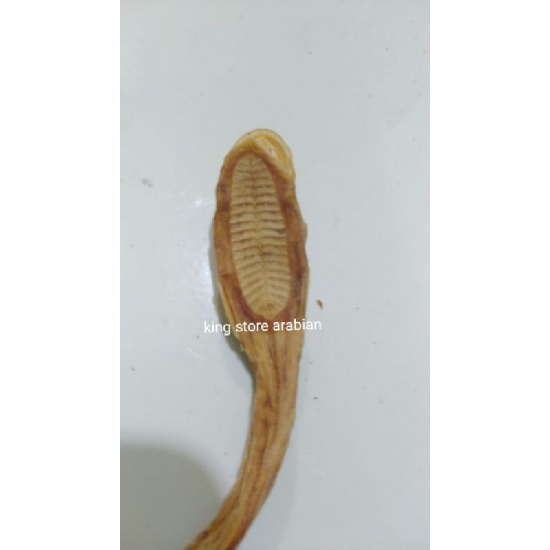 Jual Ikan tempel/Iwak tempel kecil | Shopee Indonesia