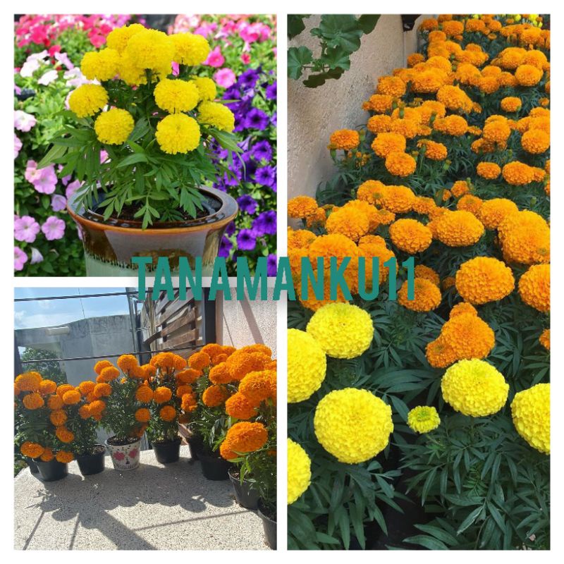 Jual marigold bunga sudah berbunga kuning atau orange rimbun | Shopee ...