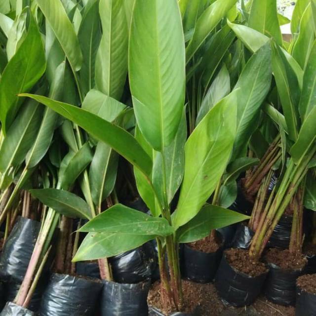 Jual Pisang Heliconia pohon pisang pisangan tanaman hias heliconia ...